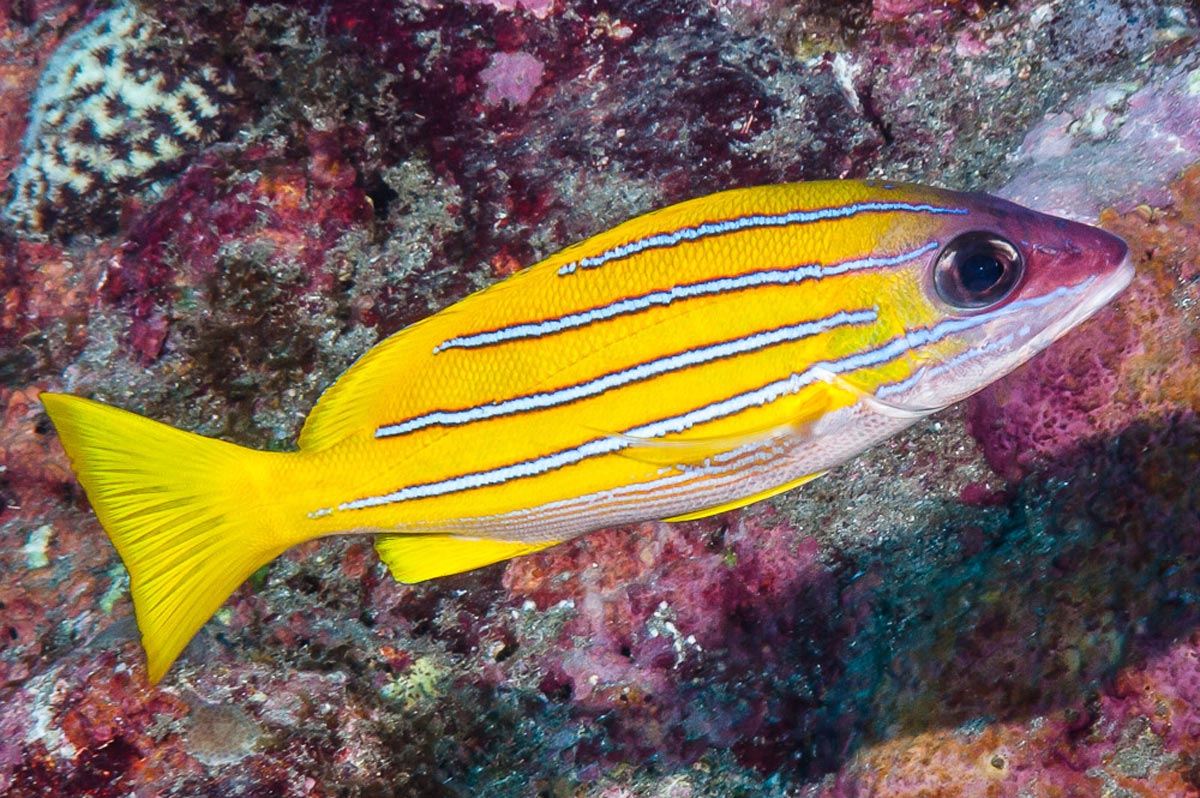 For picky eaters like the parrotfish, climate change is bad news