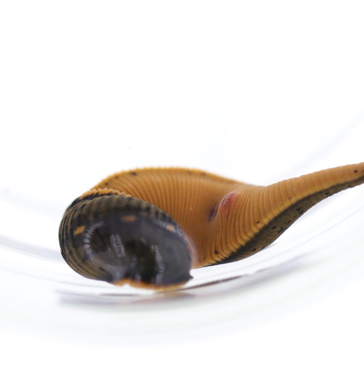 This newly discovered leech lurked in plain sight for decades