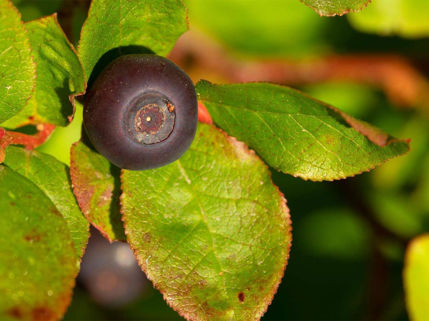 Eight tasty berries you can find in the wild