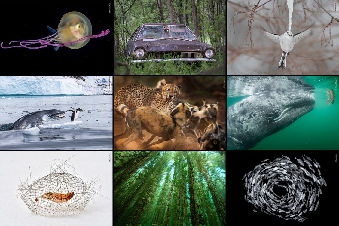 The best wildlife photos of the year remind us that nature is amazing ...