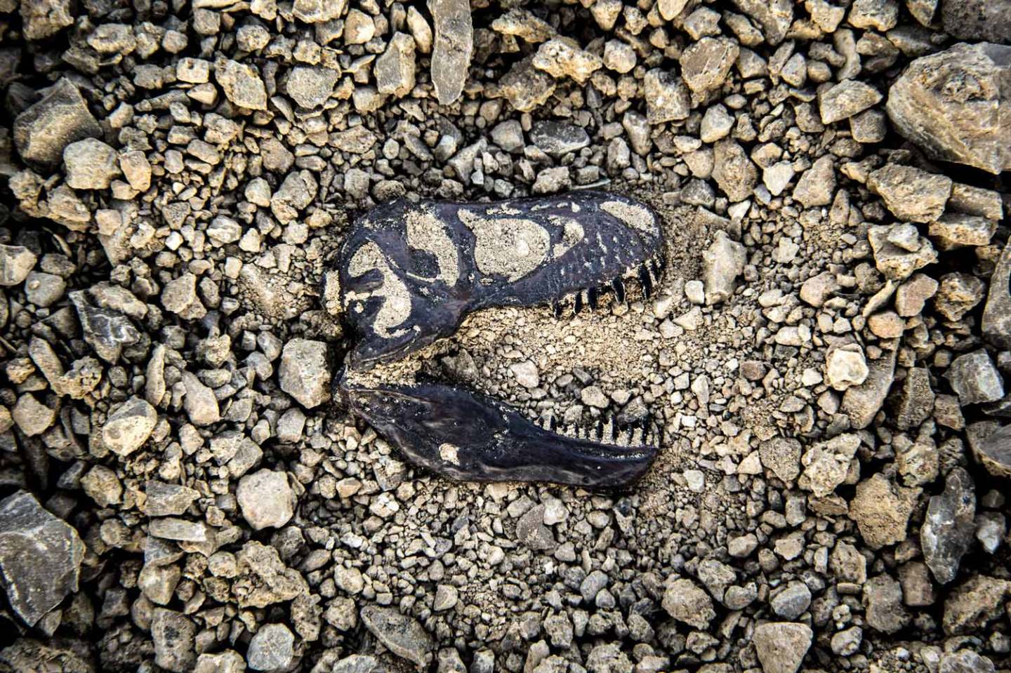 Mass extinctions made life on Earth more diverse—and might again