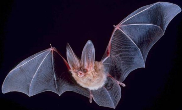 Mass extinctions made life on Earth more diverse—and might again