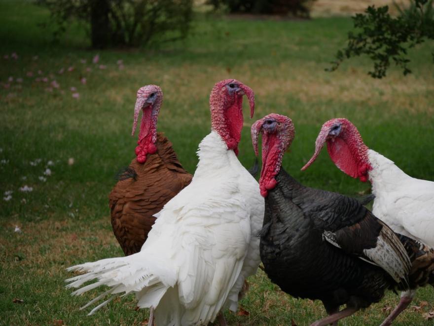 Why turkeys circle dead things—the creepy vigil, explained