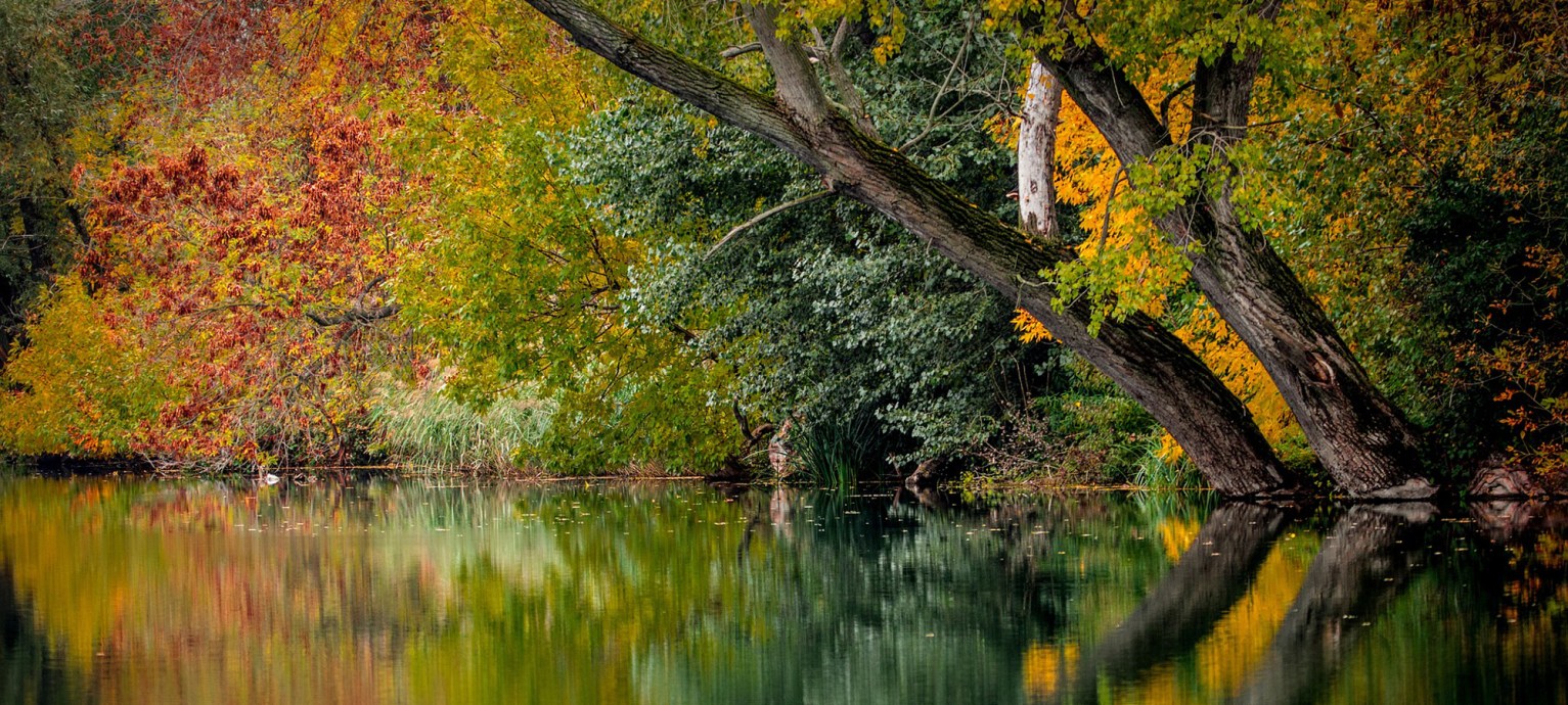 15 trees everyone who loves the outdoors should learn to identify