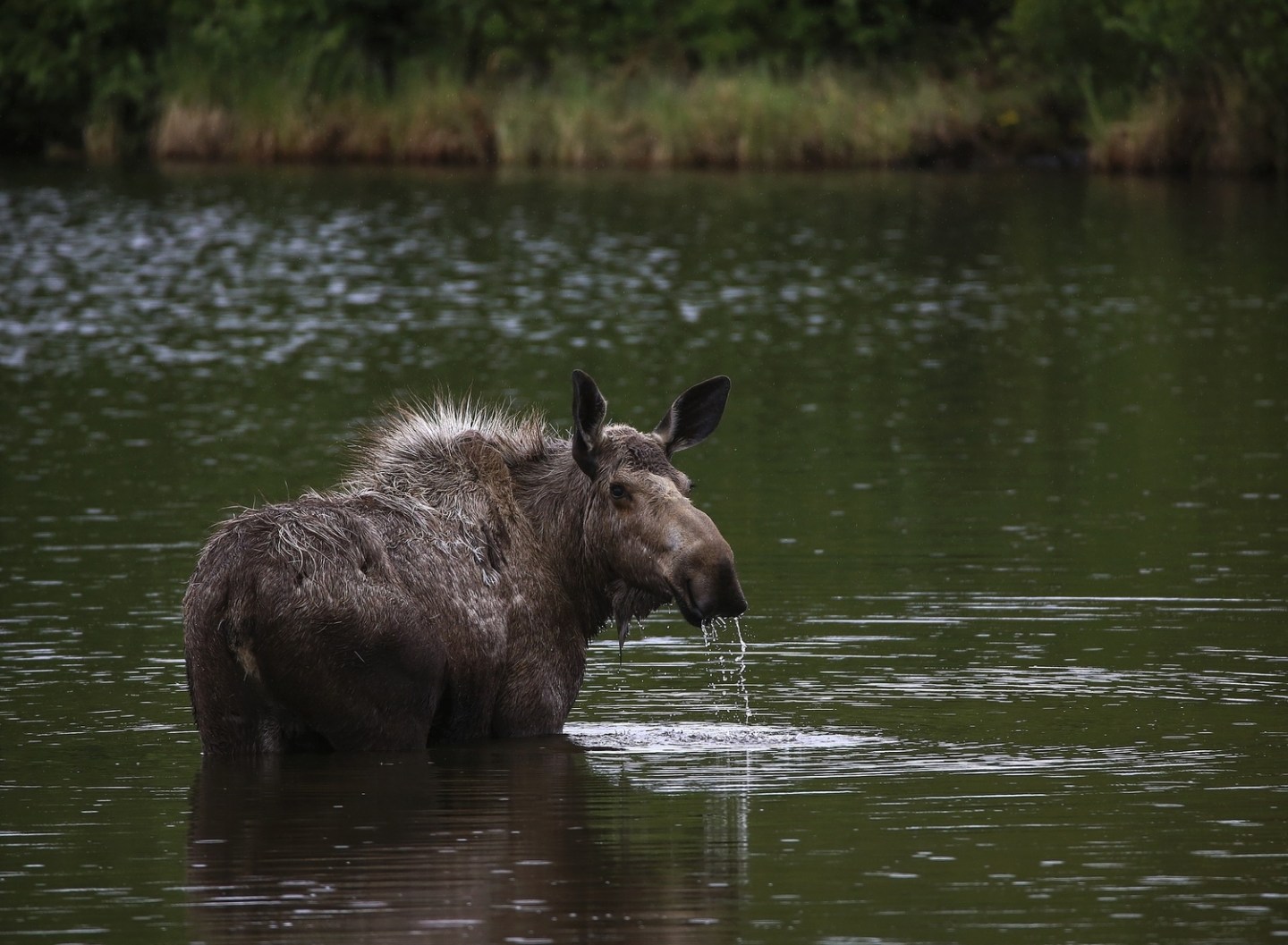 How to stay safe around moose
