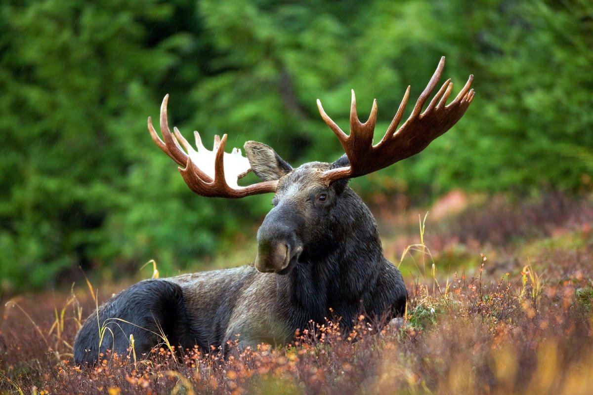 How to stay safe around moose