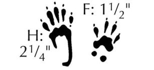 How to identify the tracks of 10 common North American animals
