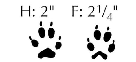 How to identify the tracks of 10 common North American animals
