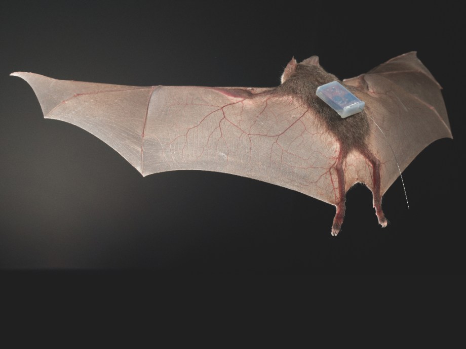 Female vampire bats regurgitate bloody dinners for their starving ...