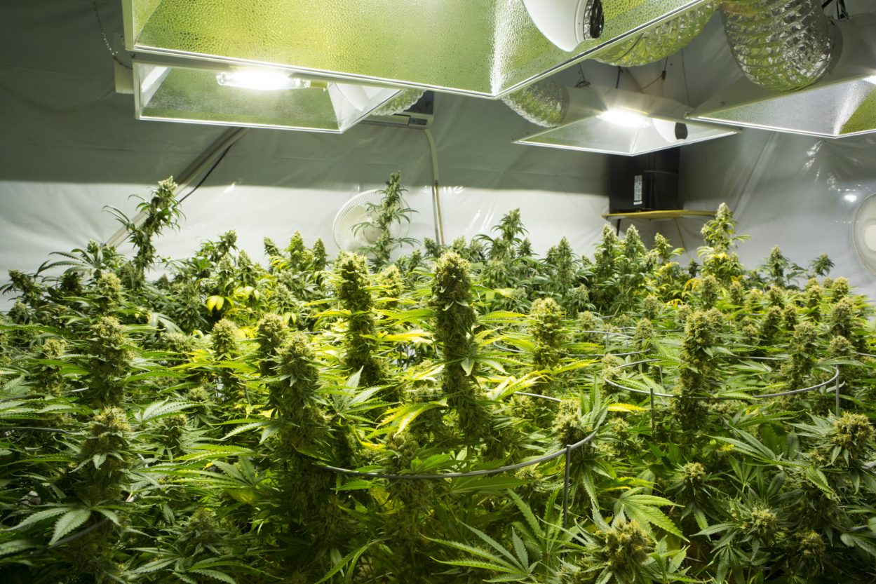 Cannabis might help curb chronic pain, reducing the need for opioids