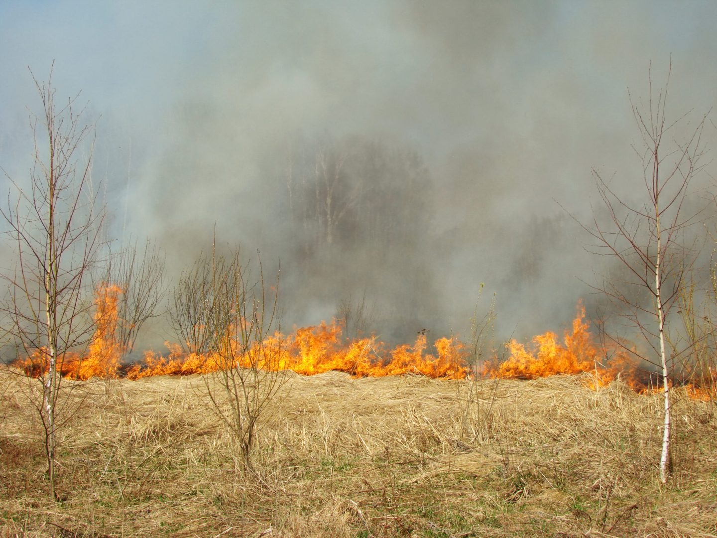 Our best bet against tick infestations might be fire