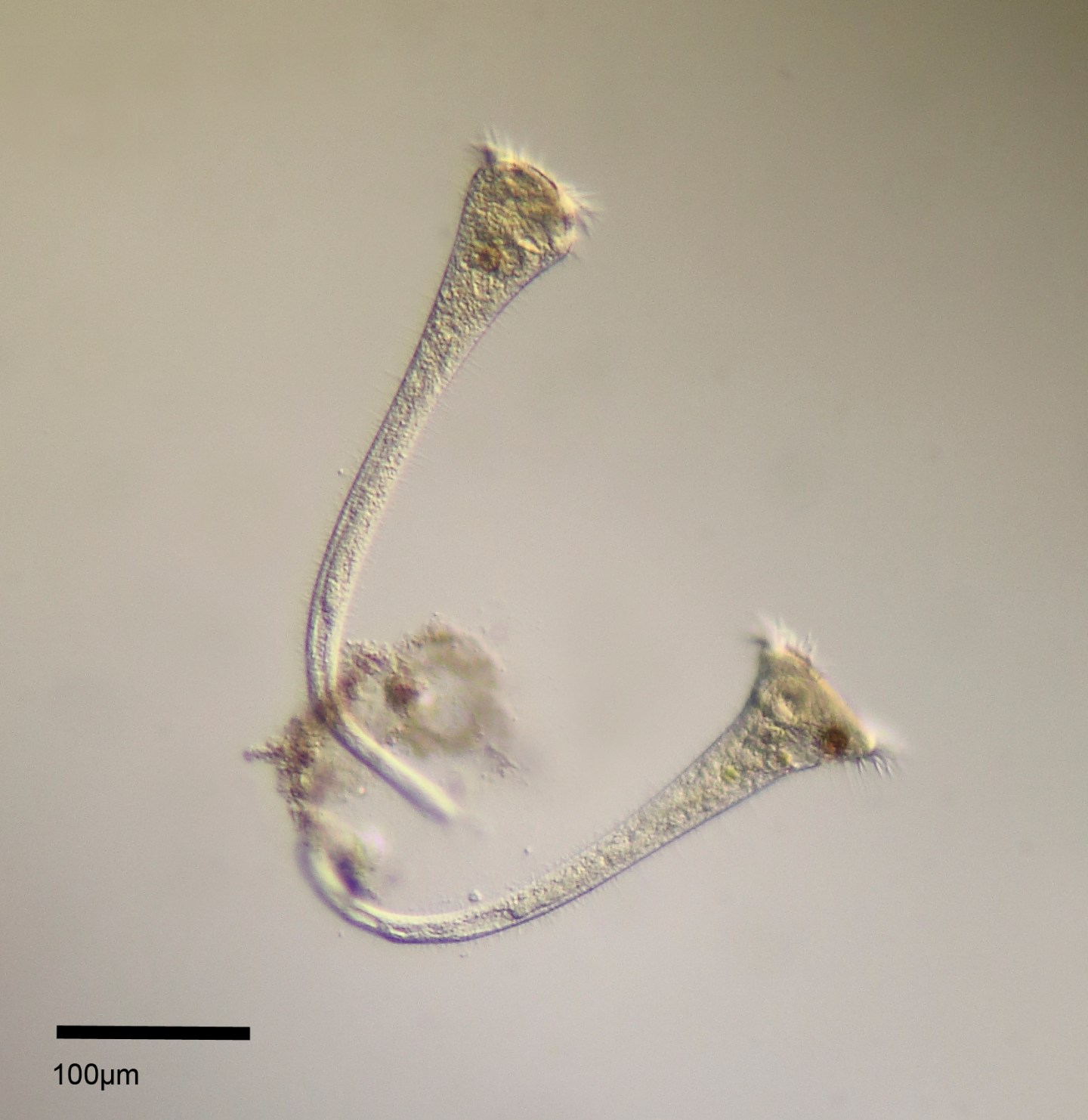 This photo shows how bacteria form fun patterns | Popular Science