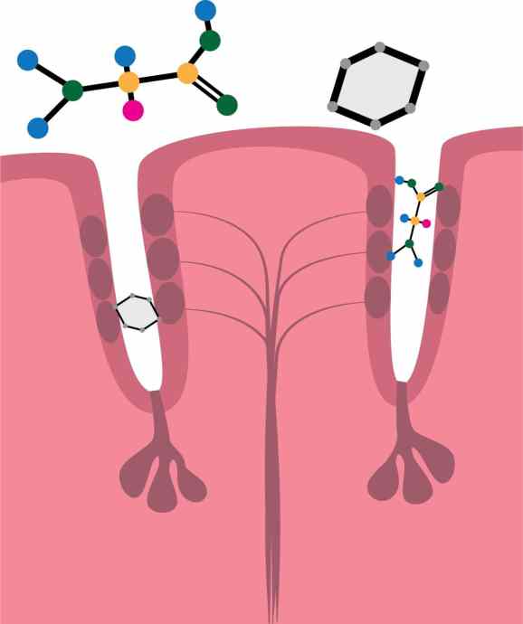 How your tongue tells your brain what you’re tasting