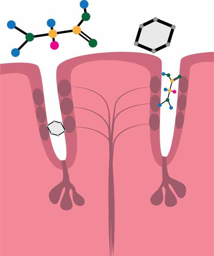 How your tongue tells your brain what you’re tasting
