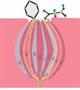 How your tongue tells your brain what you’re tasting