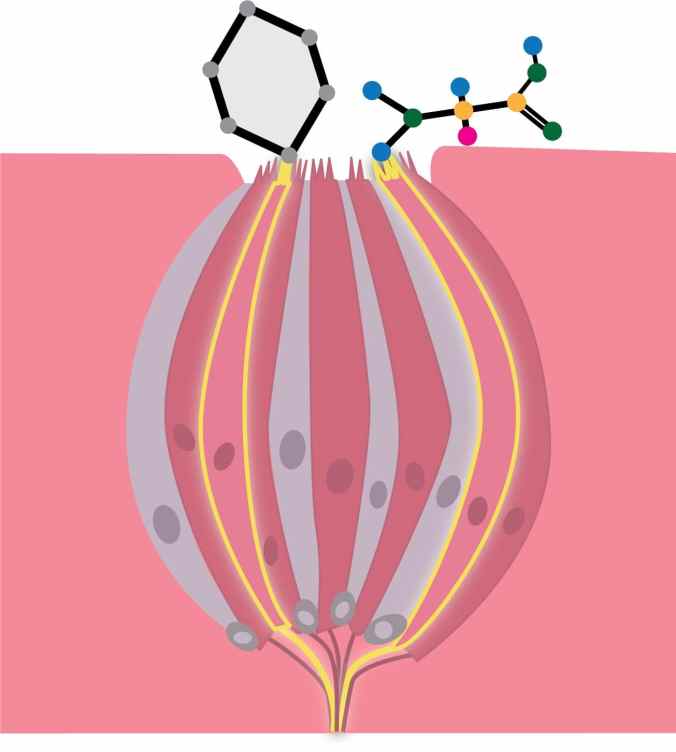 How your tongue tells your brain what you’re tasting