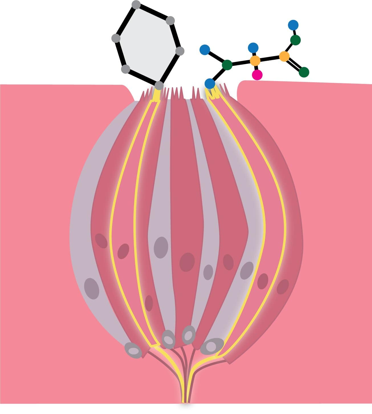 How your tongue tells your brain what you’re tasting