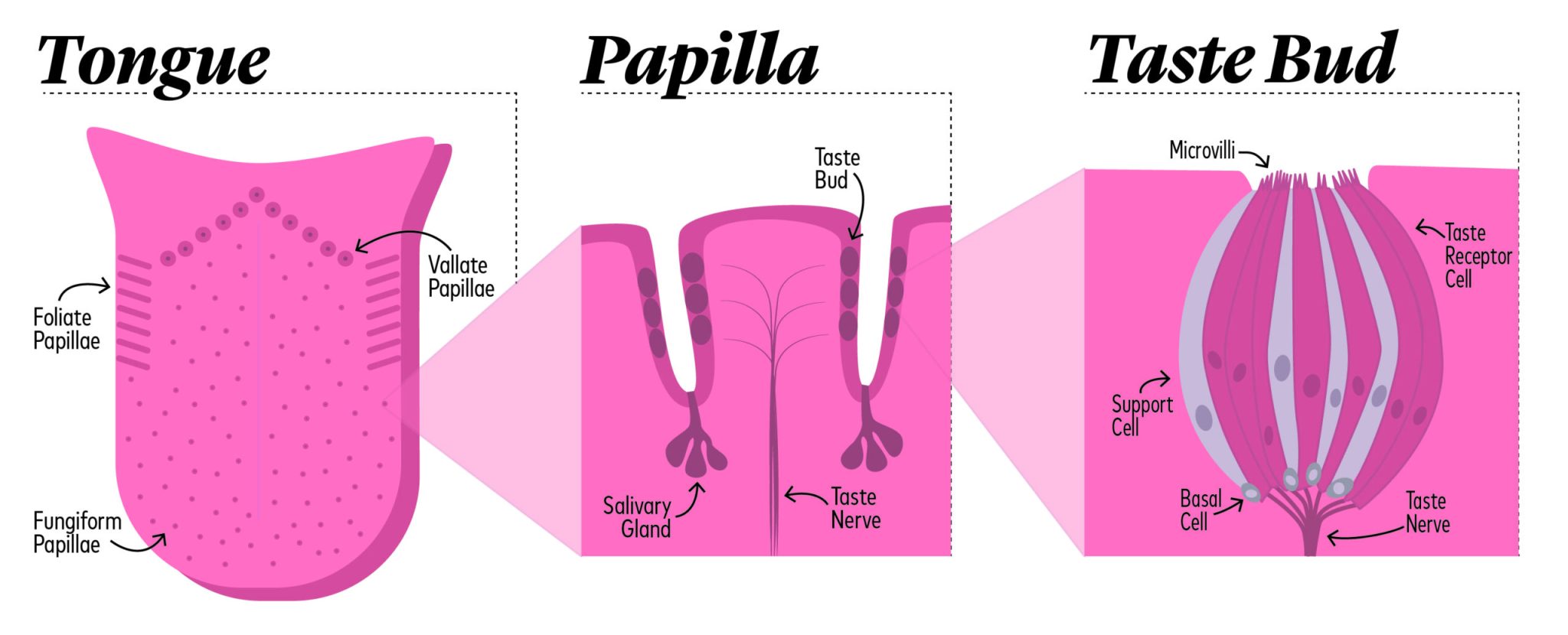 How your tongue tells your brain what you’re tasting