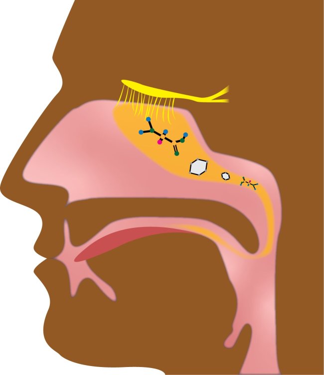 How your tongue tells your brain what you’re tasting