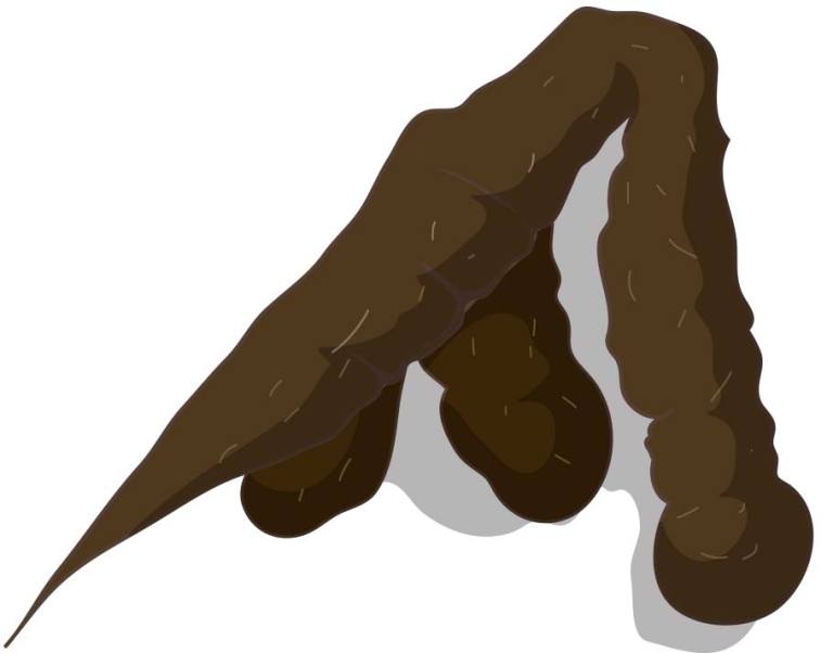 Eleven animals you can identify by their poop