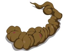 Eleven animals you can identify by their poop