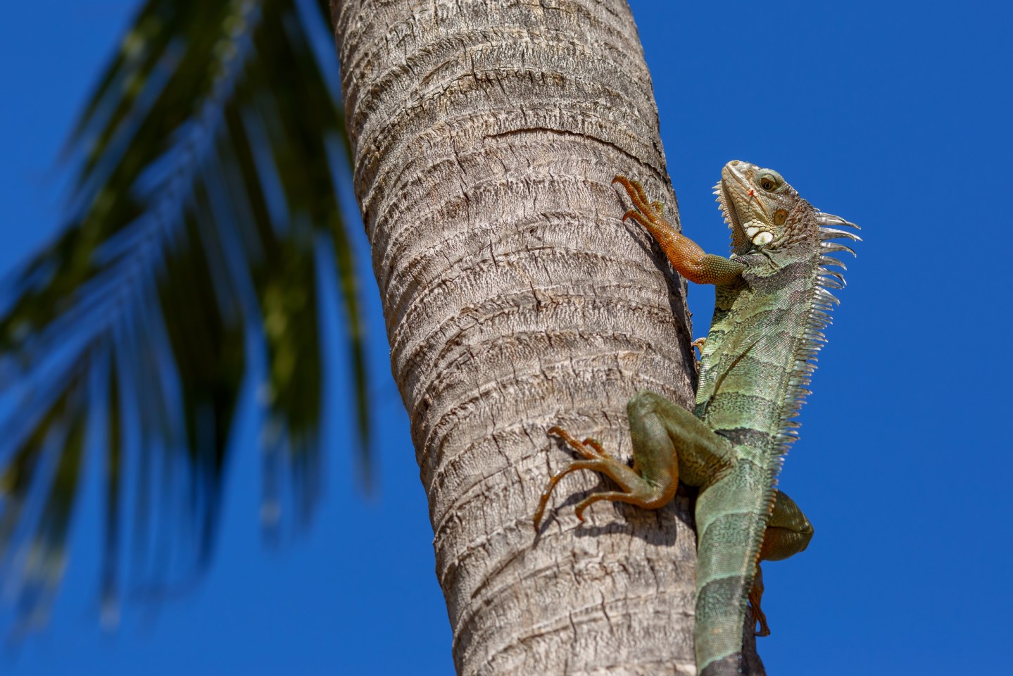 Iguanas are falling out of trees in Florida, and it’s completely fine