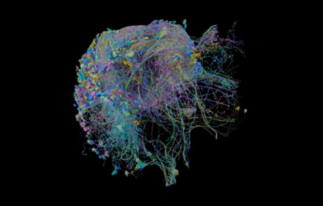 Check out the most complete 3D brain map ever made