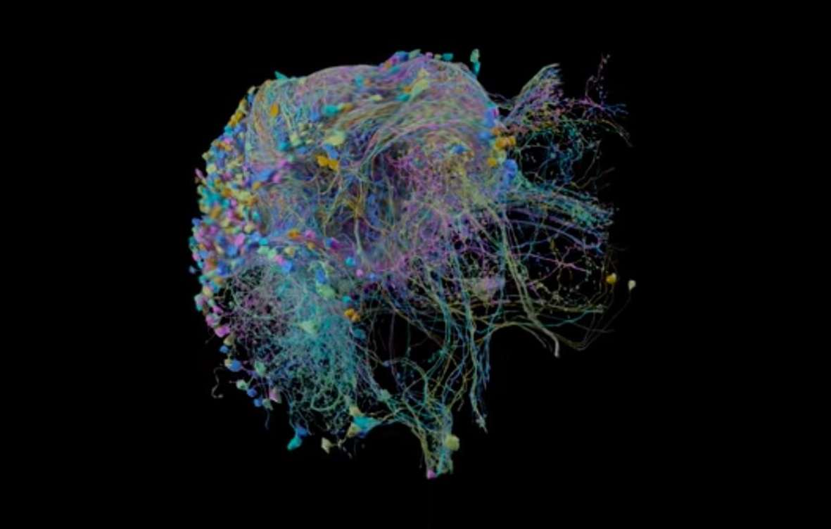 Check out the most complete 3D brain map ever made