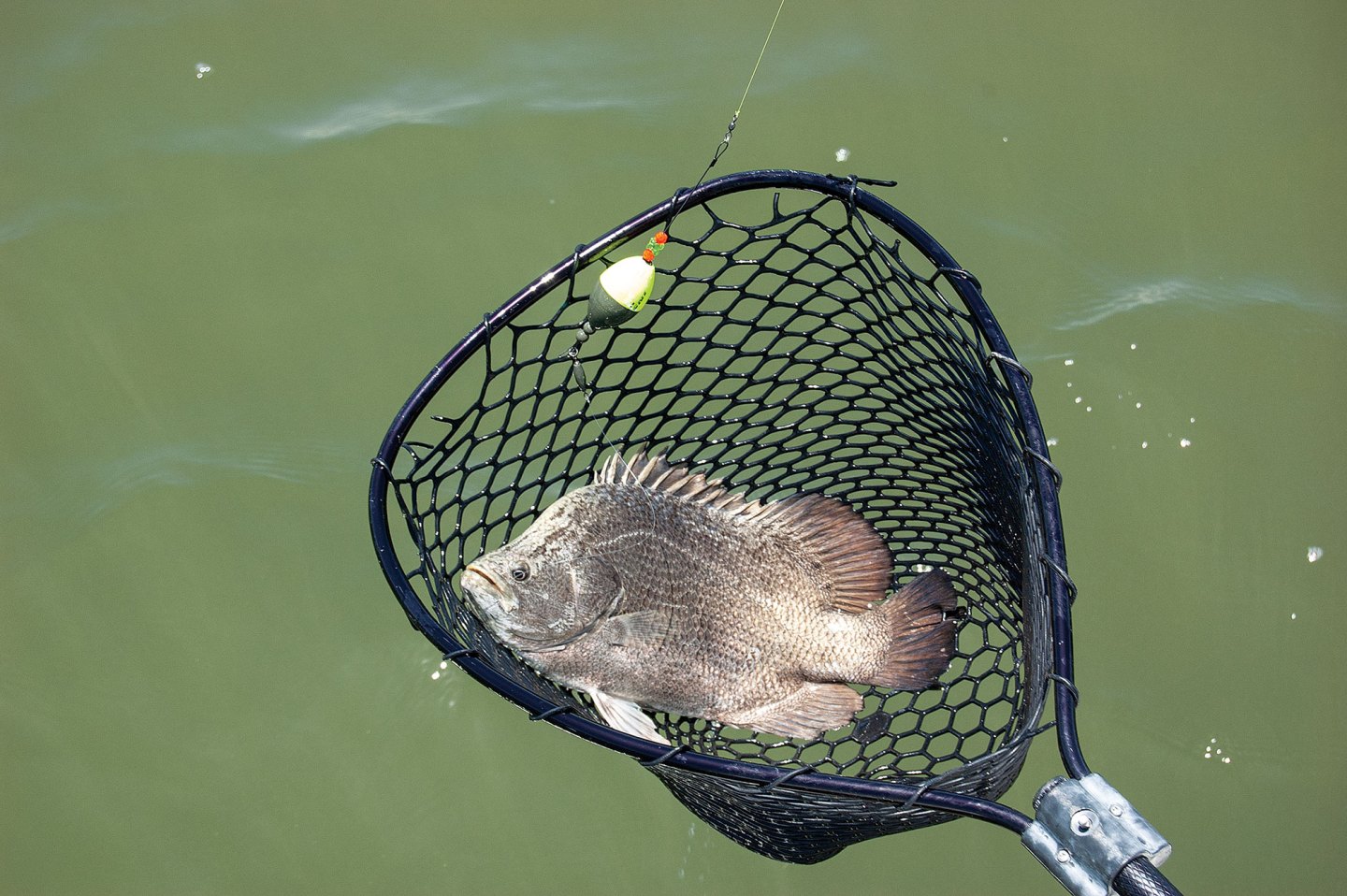 Releasing a caught fish isn’t as simple as tossing it overboard