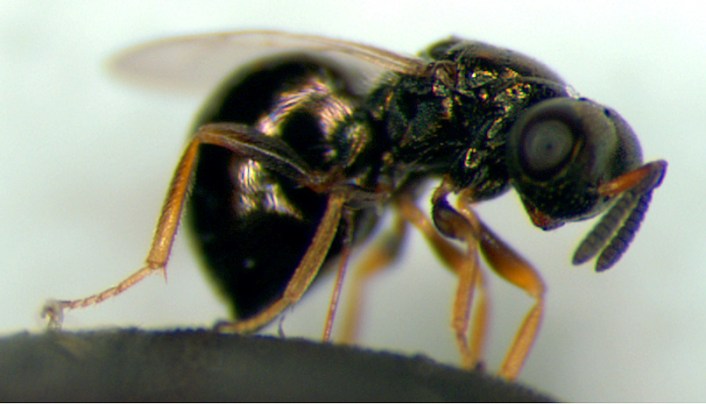 A healthy wasp microbiome can fend off pesticides