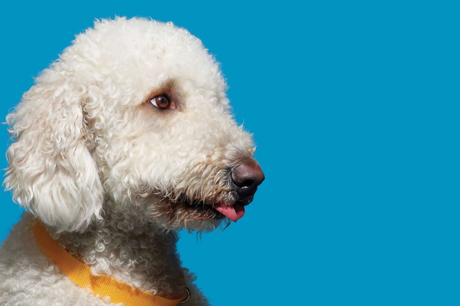 Did humans truly domesticate dogs? Canine history is more of a mystery ...