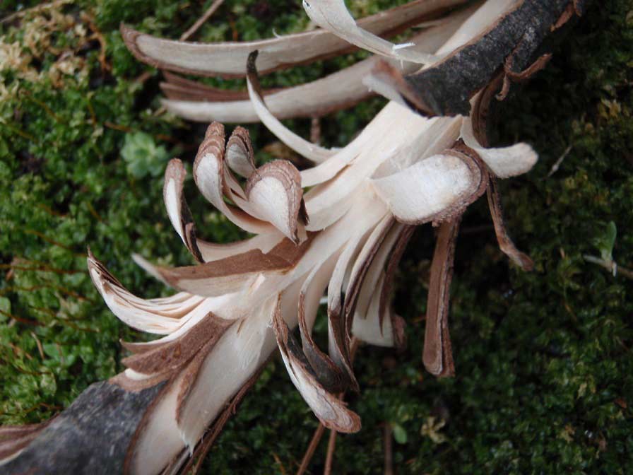 Eight wood-carving skills to help you survive