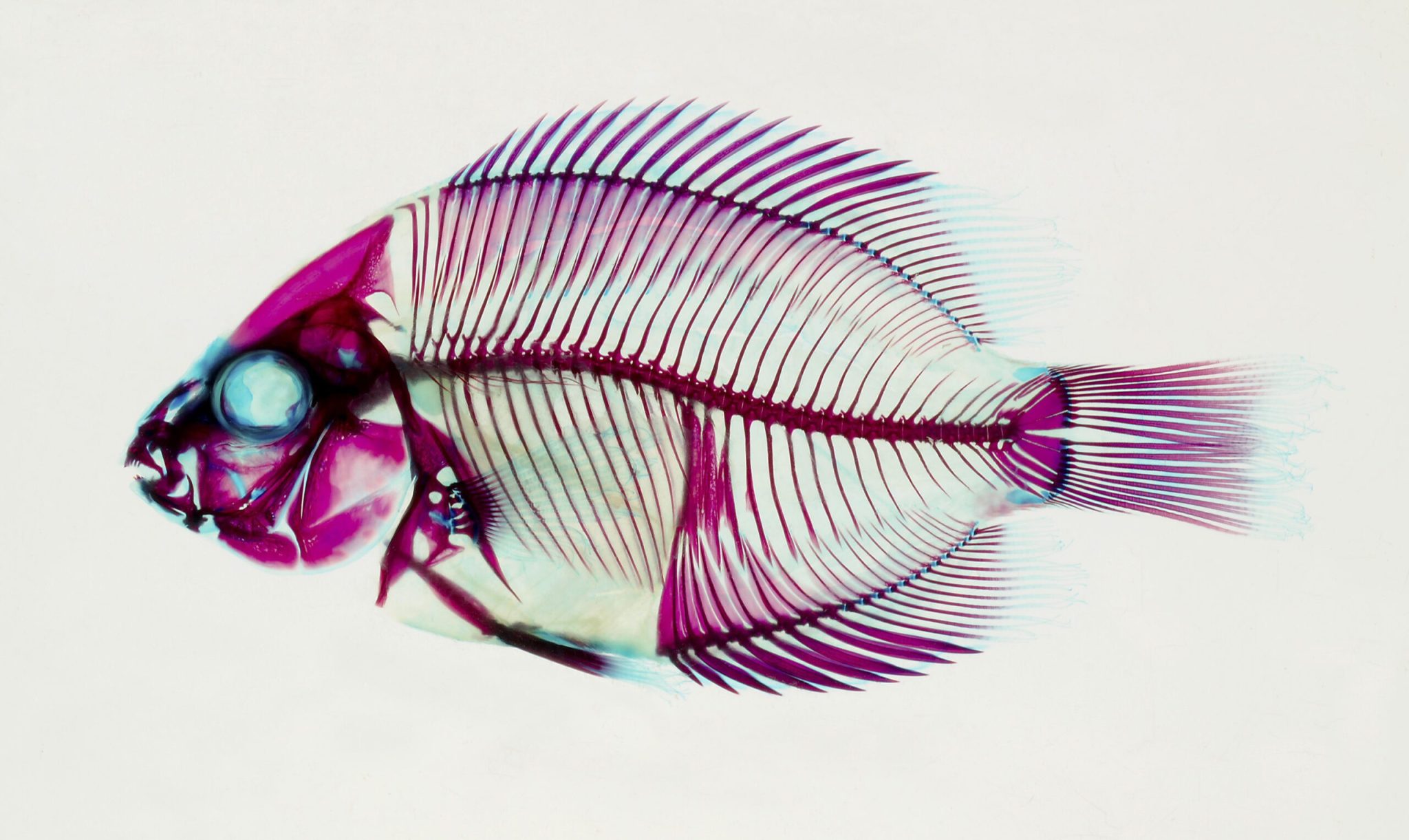 Fish gave us legs—and four other finny facts