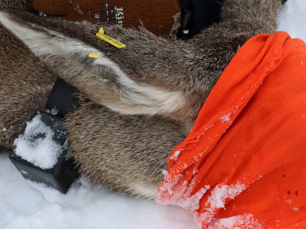 GPS collars help wildlife researchers answer important questions