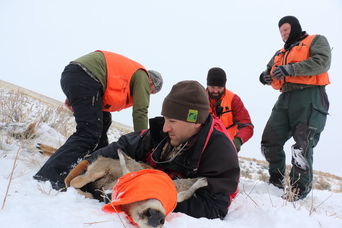 GPS collars help wildlife researchers answer important questions