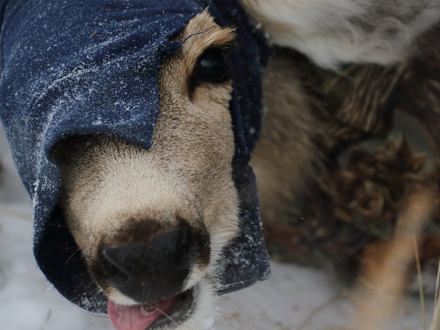 GPS collars help wildlife researchers answer important questions