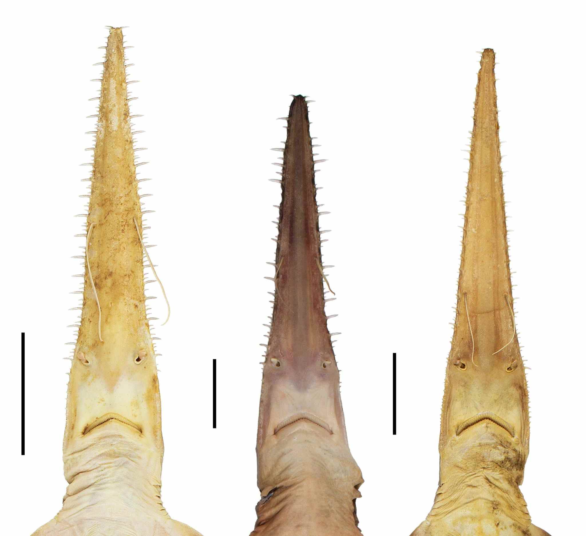 Scientists discover two new shark species with chainsaw-like noses