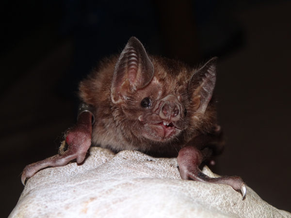 Female vampire bats regurgitate bloody dinners for their starving ...
