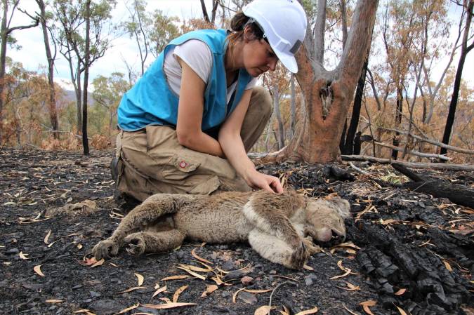 Koalas use their noses to find friends and avoid enemies