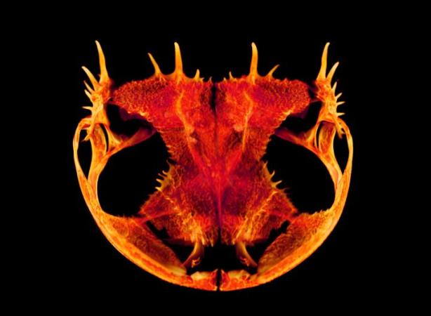 New proto-amphibian species named after Kermit the Frog | Popular Science