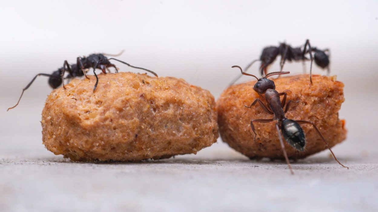 Social distancing works—just ask lobsters, ants, and vampire bats