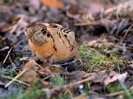 Weekend activity: watch (and listen) for this bird’s extraordinary sky ...