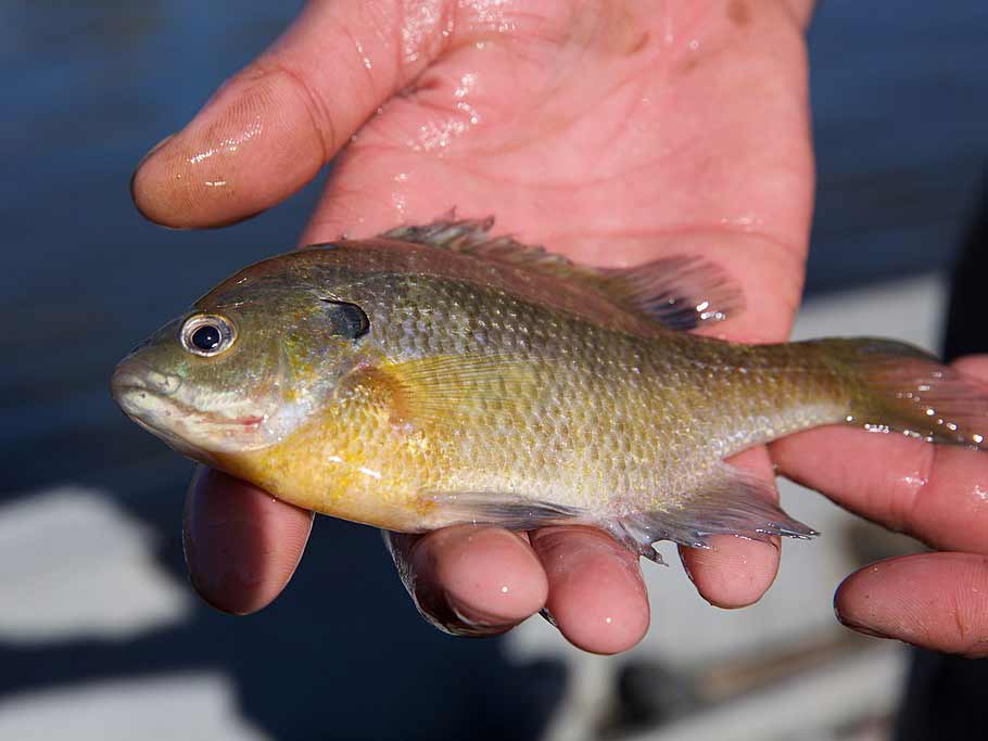 A beginner’s guide to freshwater fishing