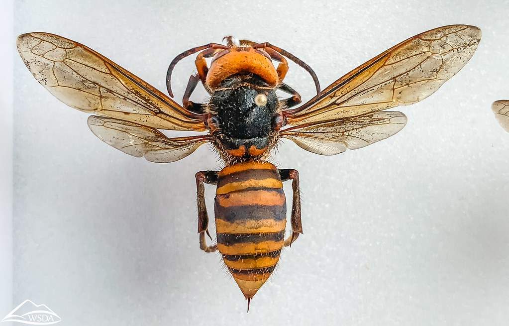 Murder hornets are officially here, but don’t freak out yet