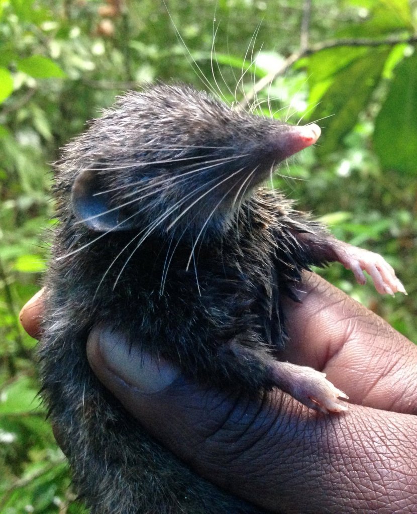 This fuzzy little shrew has nature’s toughest backbone