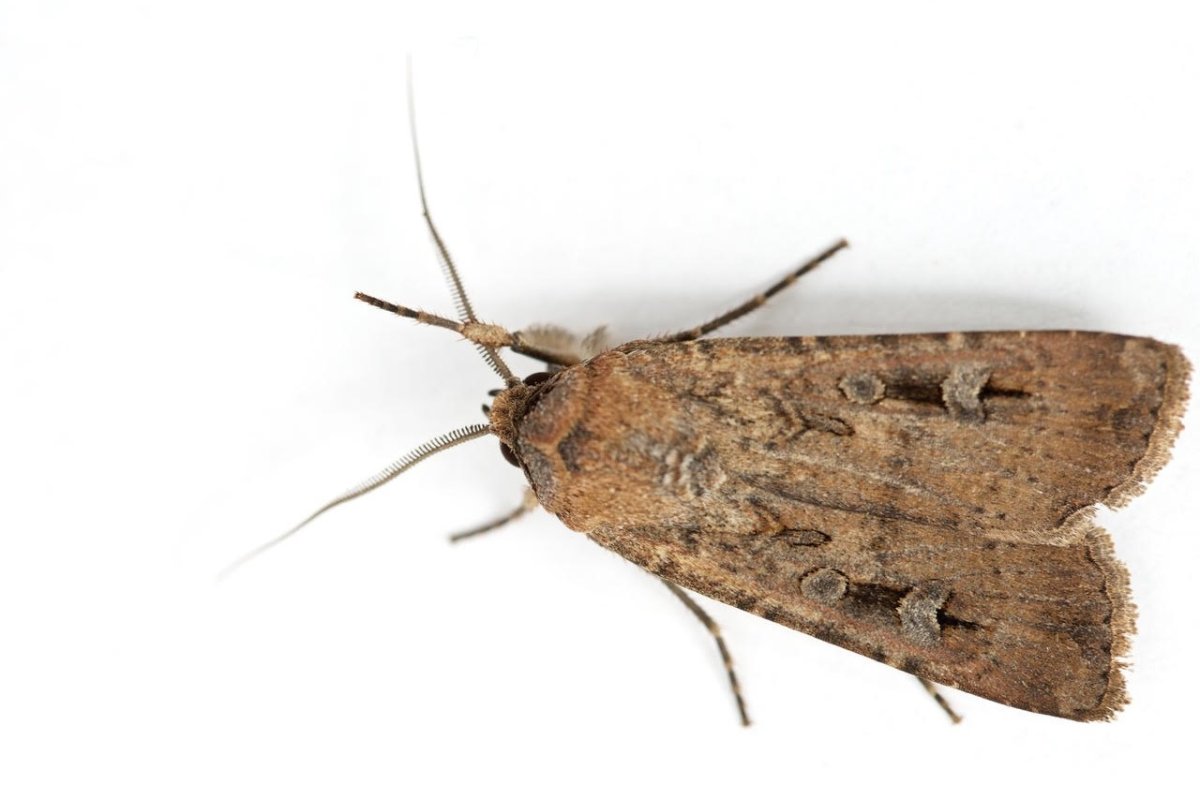Animals have mysterious ways of finding their way back home