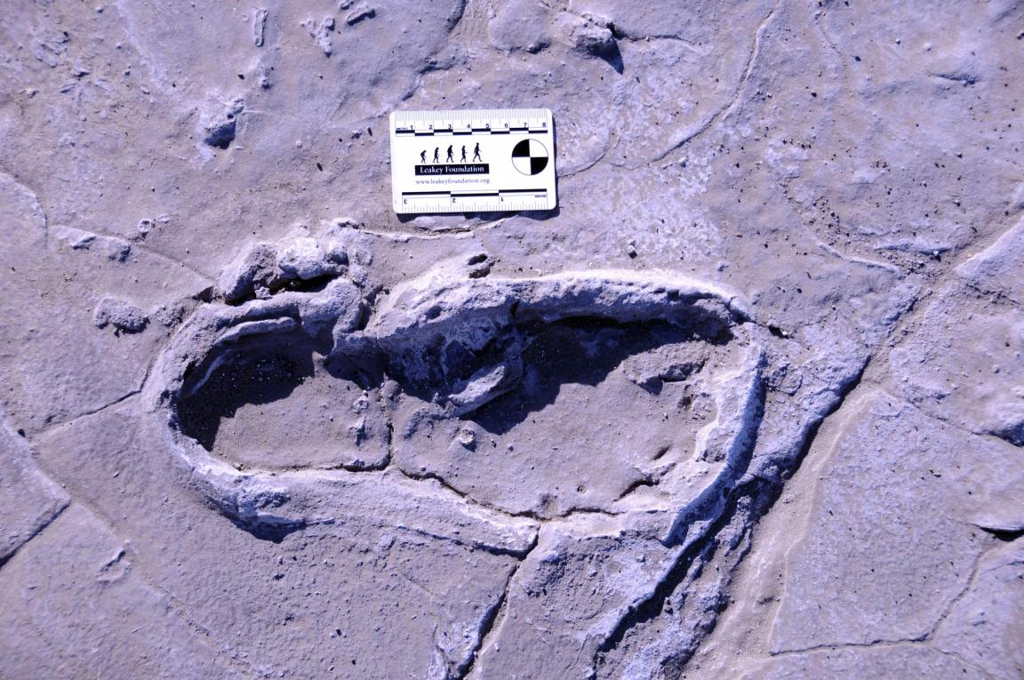 Prehistoric footprints reveal how ancient men and women divided labor