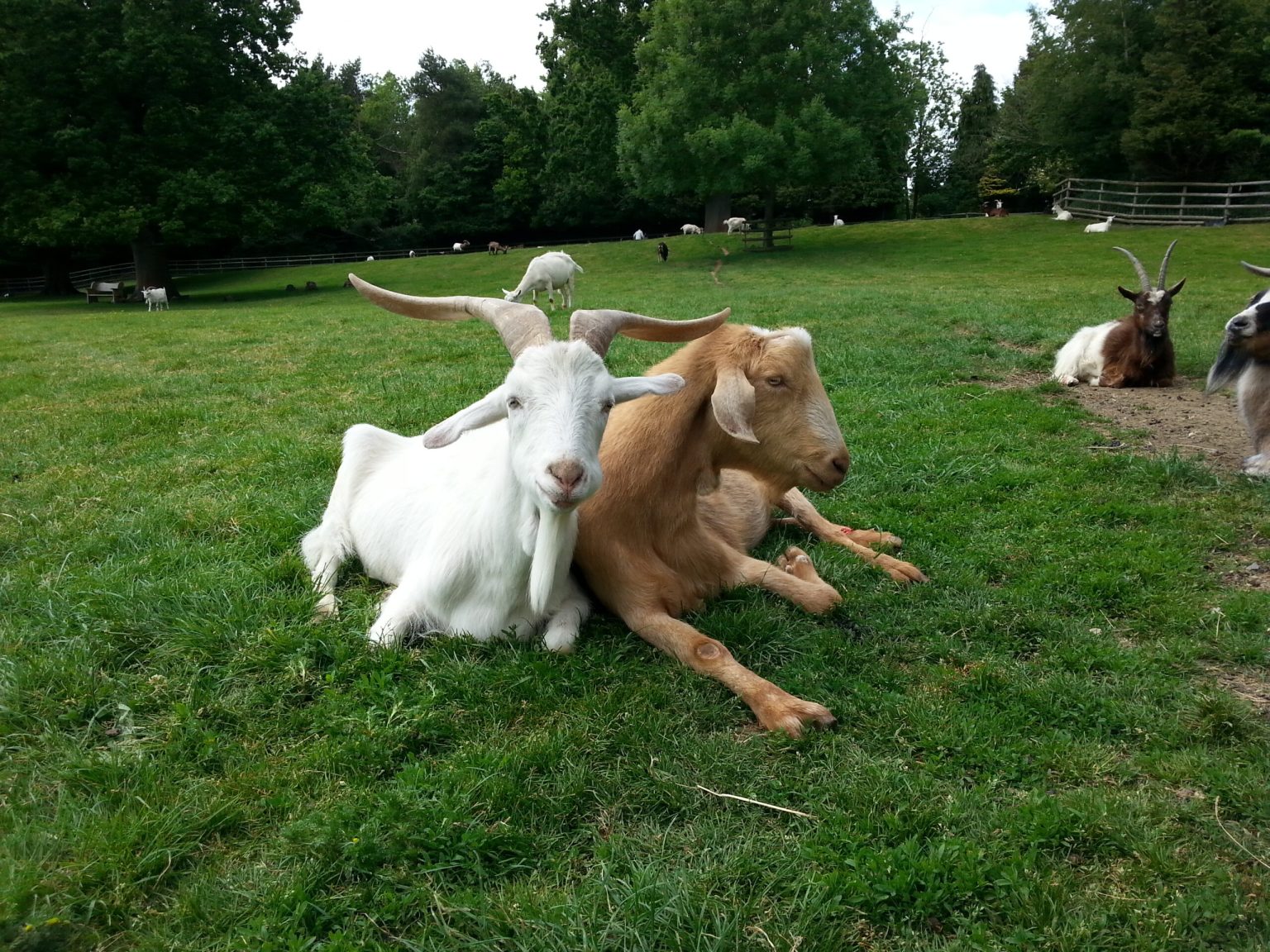 Goats get us. Or at least, our hand gestures.