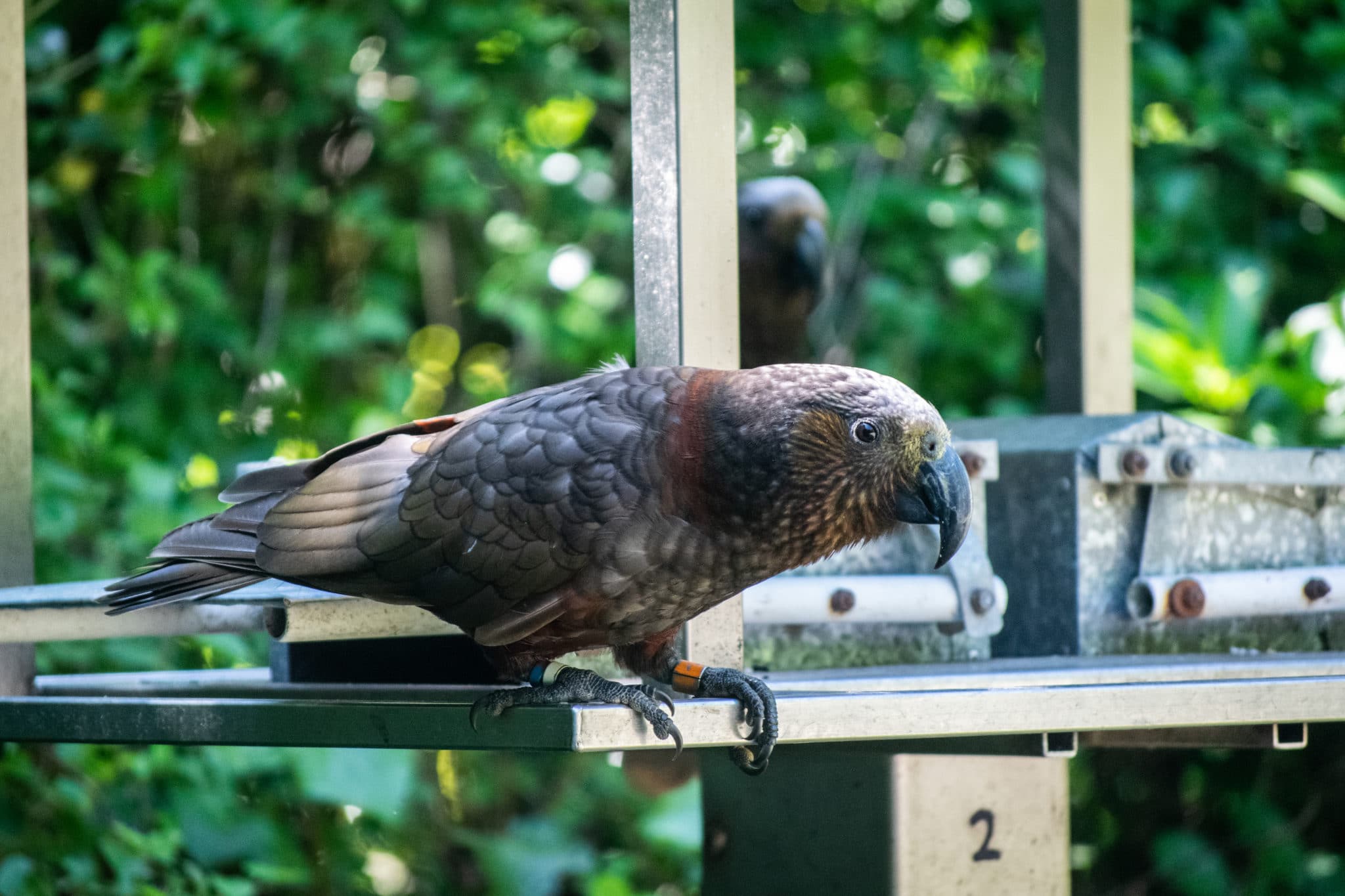 New Zealand’s bold rat-control campaign sees its first wave of successes