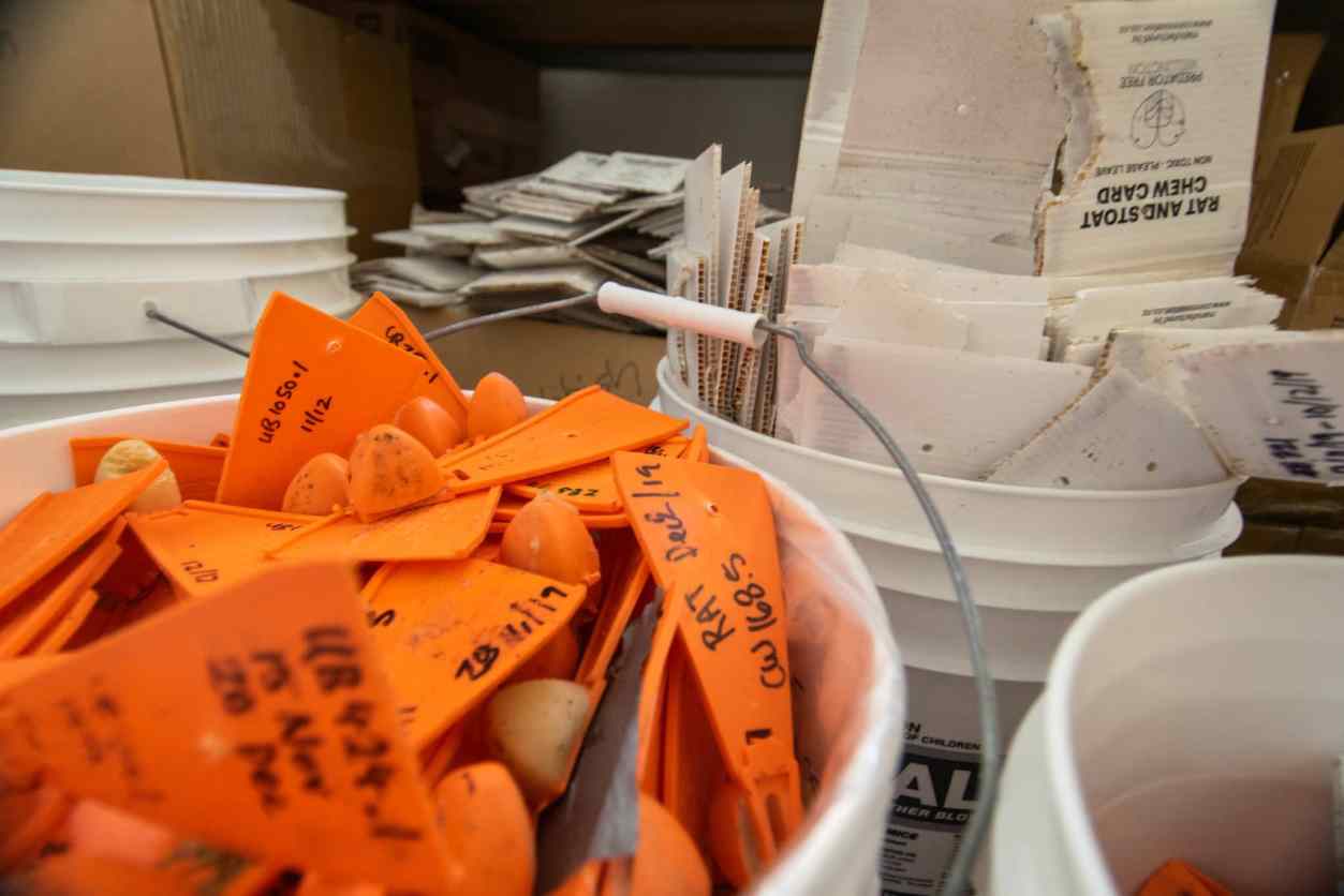 New Zealand’s bold rat-control campaign sees its first wave of successes